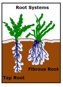 Root Systems - VanCleave's Science Fun